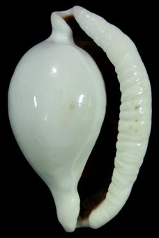 shellauction.net :: Ovula ovum - 3646473