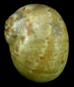 shellauction.net :: Natica queketti - 3646535