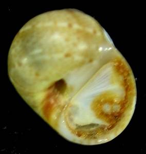 shellauction.net :: Natica queketti - 3646535