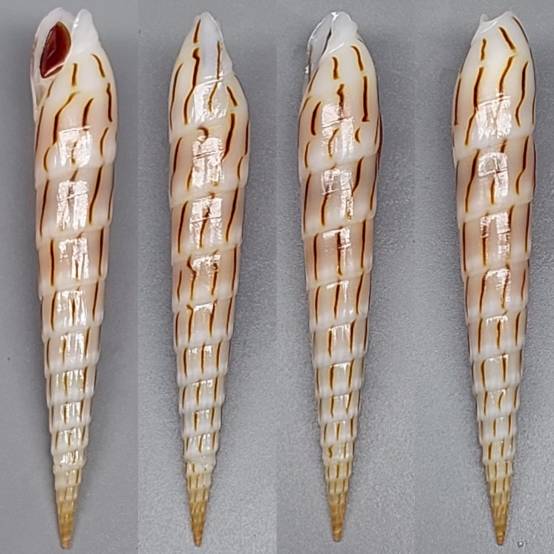 shellauction.net :: Hastula lanceata - 3646570