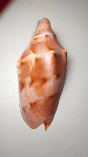 shellauction.net :: Cymbiola malayensis - 3646579