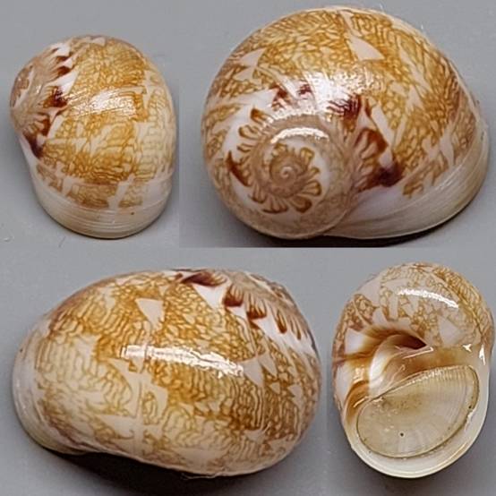 shellauction.net :: Natica sp. - 3646670