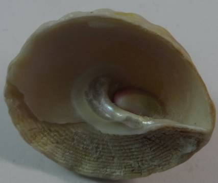 shellauction.net :: Astralium tentorium - 3646672