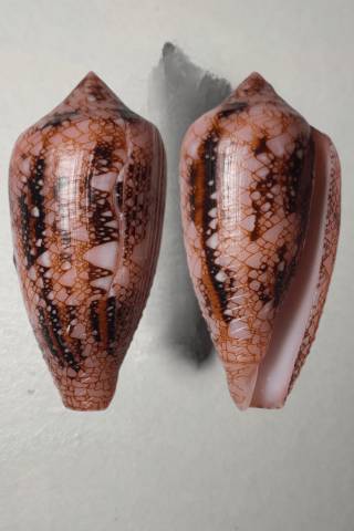 shellauction.net :: Conus legatus - 3646745