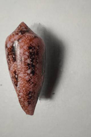 shellauction.net :: Conus legatus - 3646745