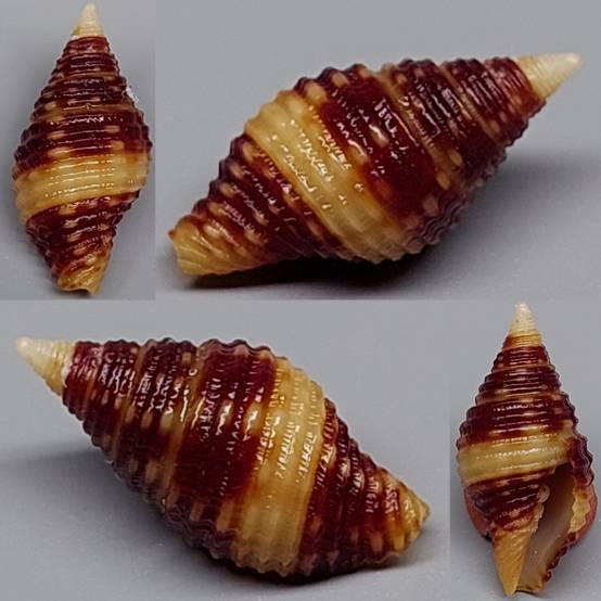 shellauction.net :: Mitra sp. - 3646756