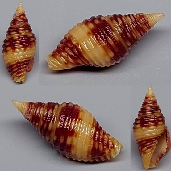 shellauction.net :: Mitra sp. - 3646757