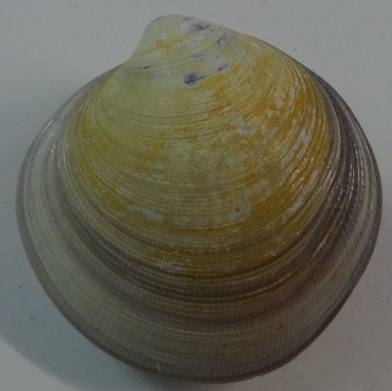 shellauction.net :: Cyclina sinensis - 3646758