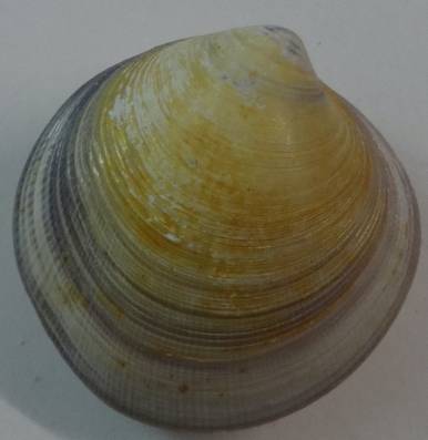 shellauction.net :: Cyclina sinensis - 3646758