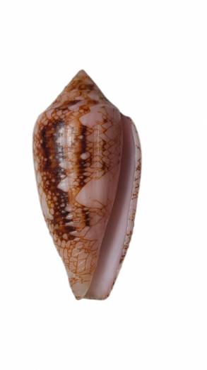 shellauction.net :: Conus legatus - 3646788