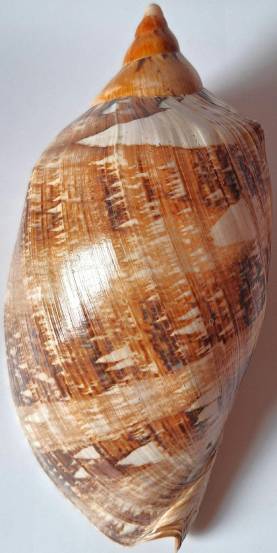 shellauction.net :: Cymbiola magnifica - 3646945