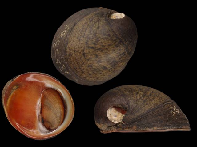 shellauction.net :: Neritona labiosa - 3647113