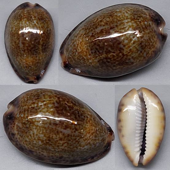 shellauction.net :: Erronea vredenburgi - 3647188