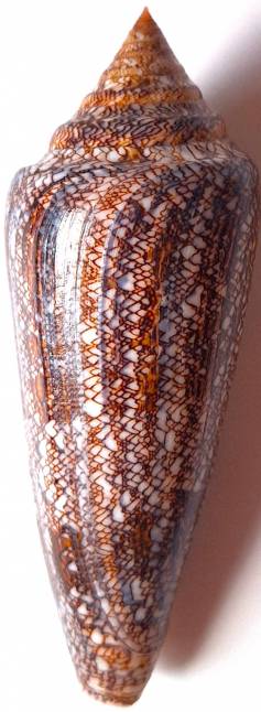shellauction.net :: Conus gloriamaris - 3647328