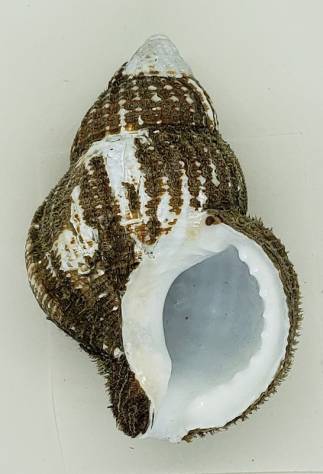 shellauction.net :: Priene scabrum - 3647680