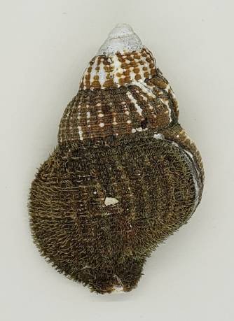 shellauction.net :: Priene scabrum - 3647680