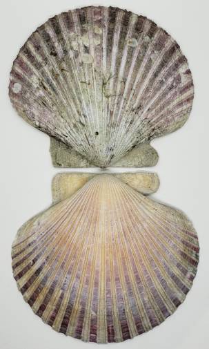 shellauction.net :: Argopecten purpuratus - 3647691