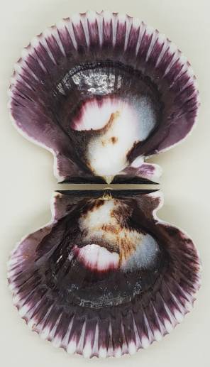 shellauction.net :: Argopecten purpuratus - 3647694