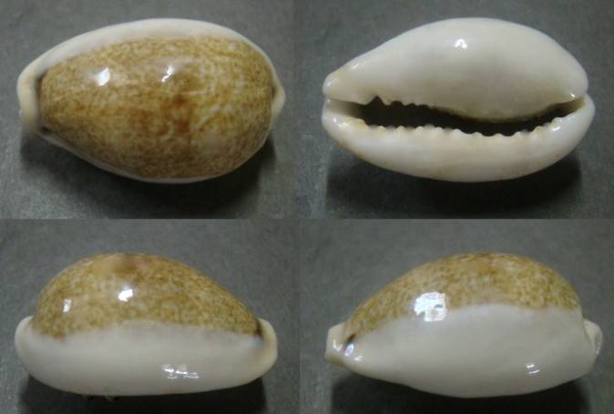 shellauction.net :: Cypraea errones v. callus - 3647731