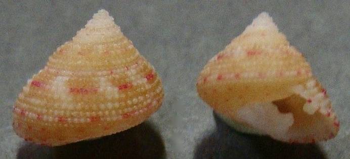 shellauction.net :: Clanculus richeri - 3647754