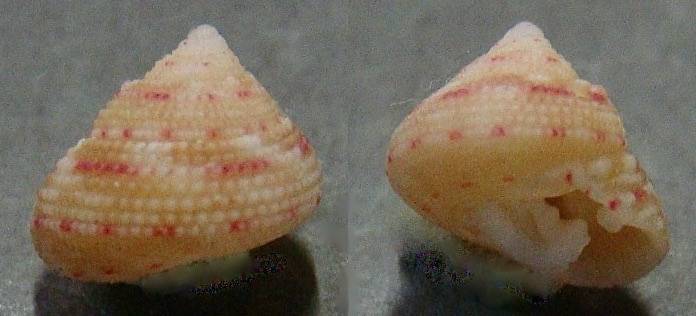 shellauction.net :: Clanculus richeri - 3647757