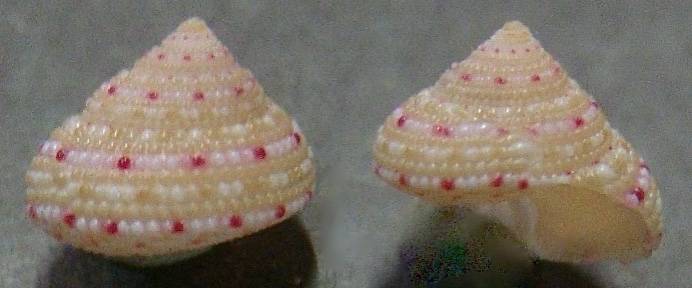 shellauction.net :: Clanculus sp. - 3647759