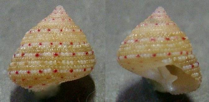 shellauction.net :: Clanculus stigmatarius - 3647763