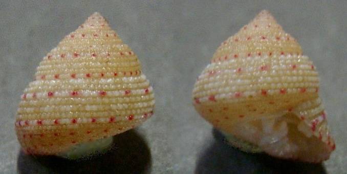 shellauction.net :: Clanculus stigmatarius - 3647766