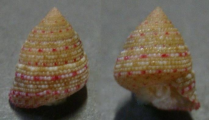 shellauction.net :: Clanculus stigmatarius ssp. - 3647768