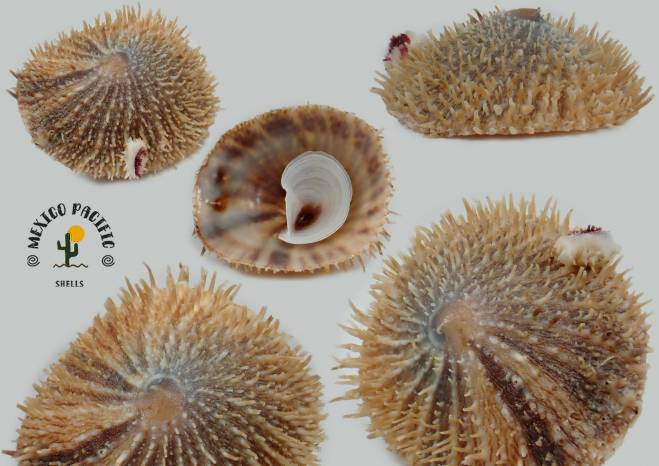 shellauction.net :: Crucibulum spinosum - 3647771