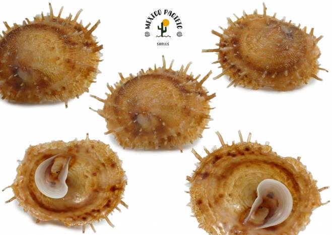 shellauction.net :: Crucibulum spinosum - 3647772