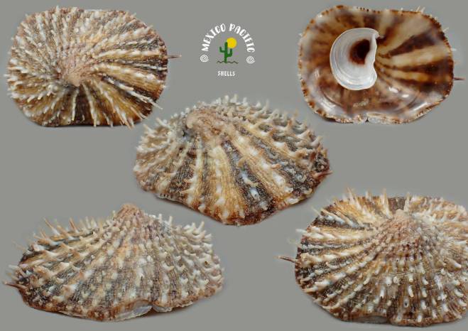 shellauction.net :: Crucibulum spinosum - 3647774