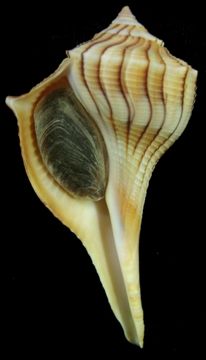 shellauction.net :: Busycon sinistrum f.contrarium - 3647777