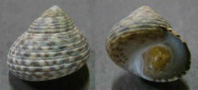 shellauction.net :: Monodonta olivieri - 3647787