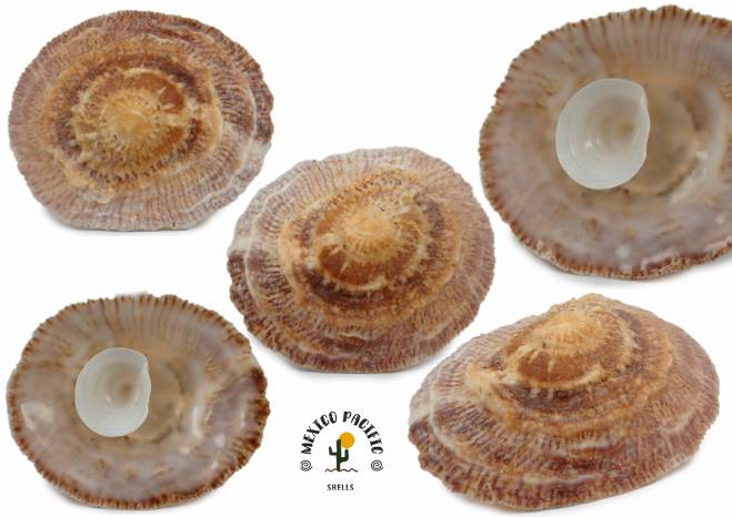 shellauction.net :: Crucibulum cyclopium - 3647795