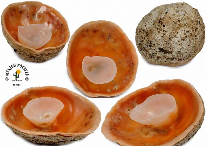 shellauction.net :: Crucibulum cyclopium - 3647796