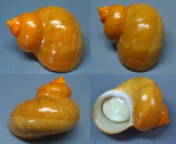 shellauction.net :: Turbo reevii - 3647875