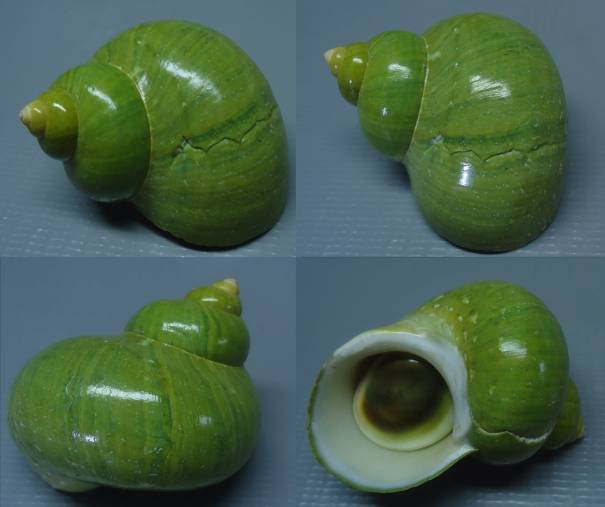 shellauction.net :: Turbo reevii - 3647878