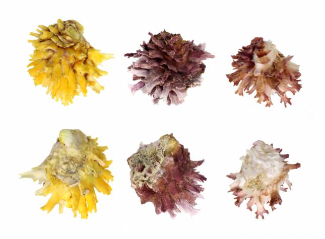 shellauction.net :: Chama lazarus - 3647897