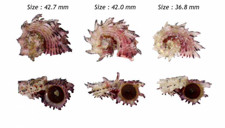 shellauction.net :: Angaria nodosa - 3647911