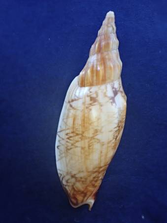 shellauction.net :: Alcithoe fusus fusus haurakiensis - 3647994