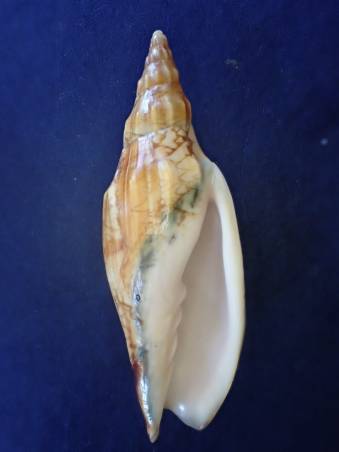 shellauction.net :: Alcithoe fusus fusus haurakiensis - 3647994