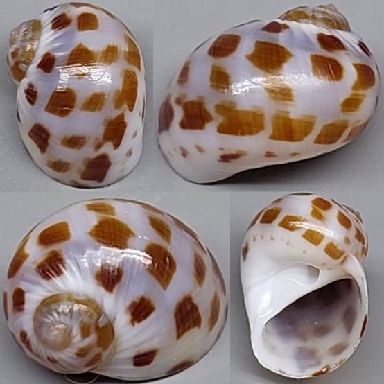 shellauction.net :: Natica sp. - 3647997