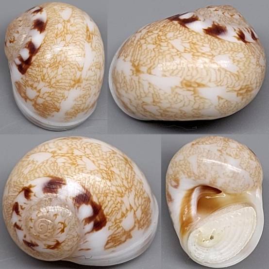 shellauction.net :: Natica sp. - 3647998