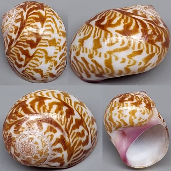 shellauction.net :: Tectonatica violacea - 3648002