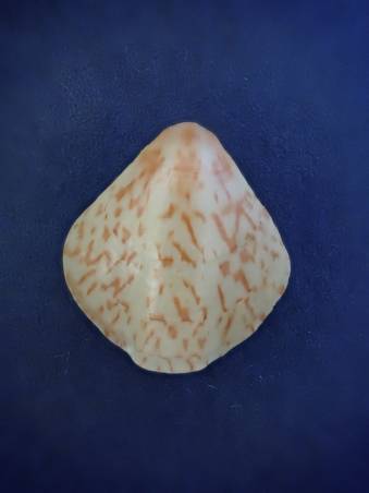 shellauction.net :: Calloria variegata - 3648010