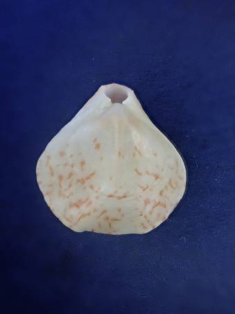 shellauction.net :: Calloria variegata - 3648010