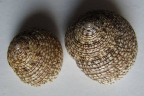 shellauction.net :: Monilea callifera - 3648124