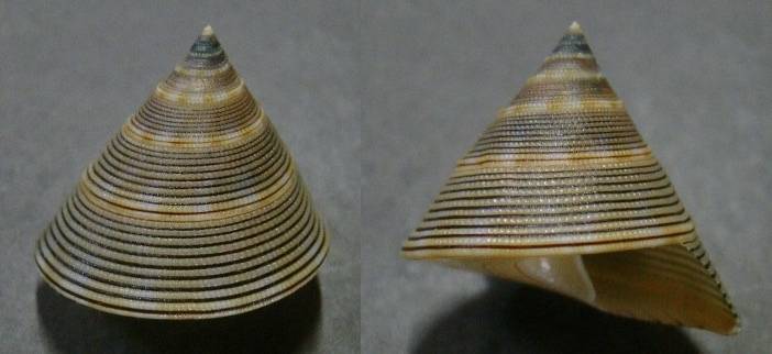 shellauction.net :: Calliostoma javanicum - 3648191