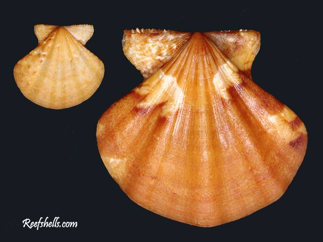 shellauction.net :: Flexopecten flexuosa - 3648192